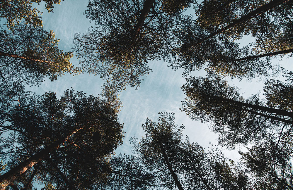 Let’s green the planet, with Treedom! - Self Globe | Rural Development ...